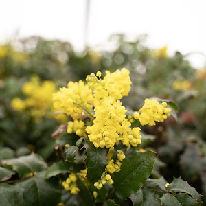 Oregon Grape Holly Shrubs For Sale | The Tree Center