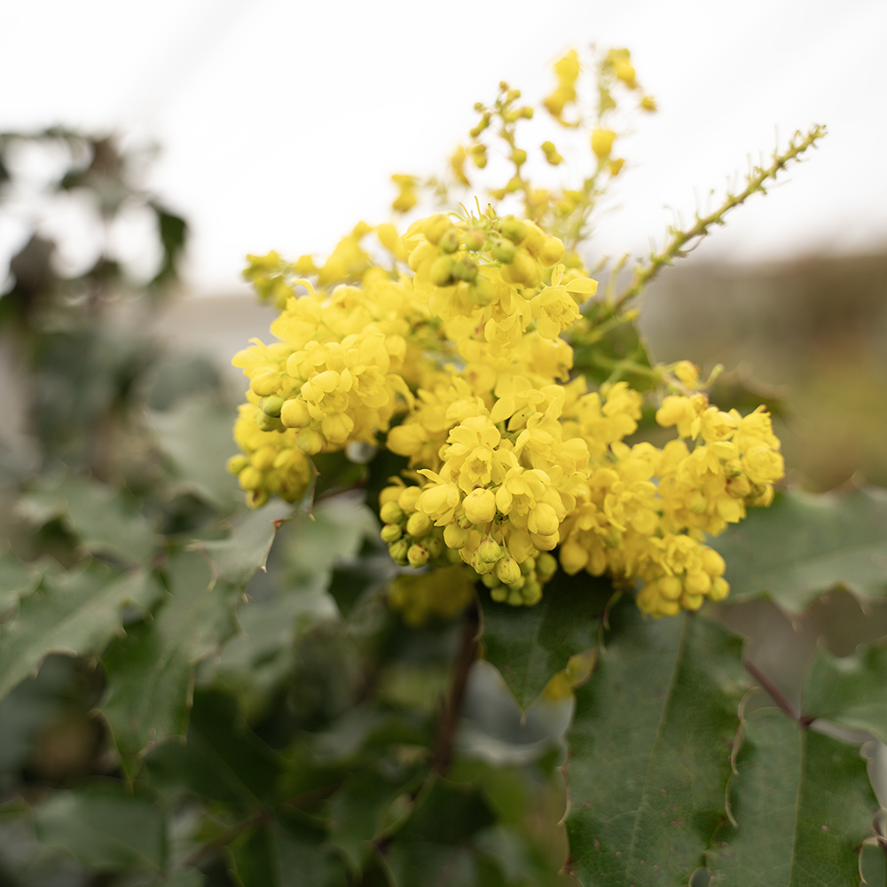 Oregon Grape Holly Shrubs For Sale | The Tree Center