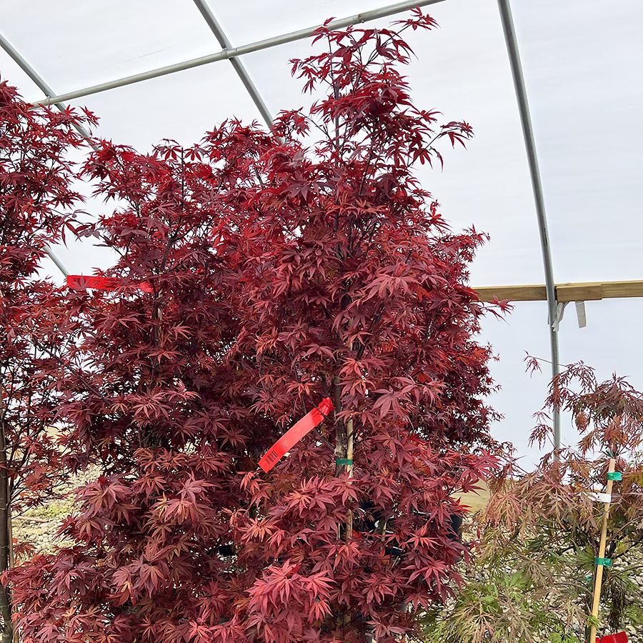 Twomblys Red Sentinel Japanese Maple Trees For Sale | The Tree Center