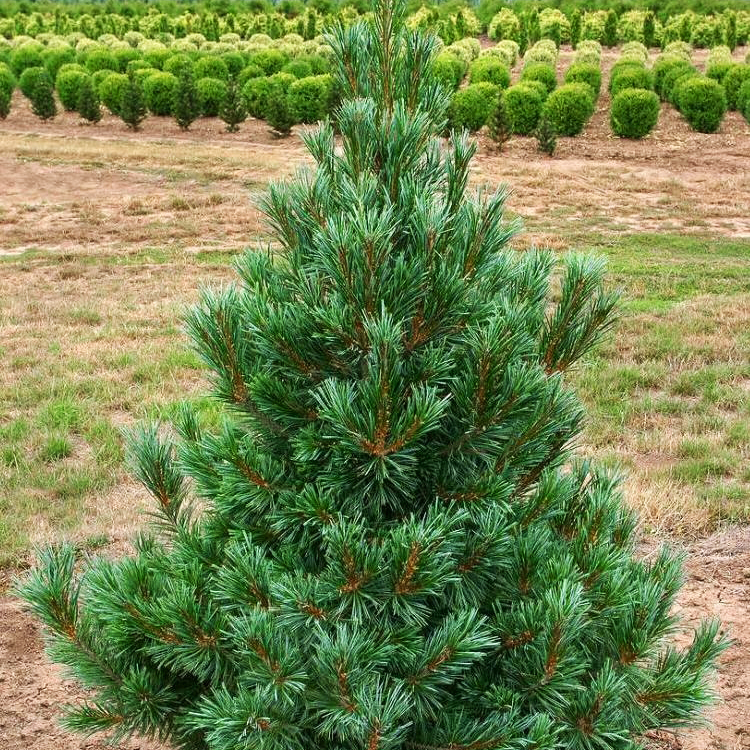 Vanderwolfs Pyramid Limber Pine Trees For Sale | The Tree Center