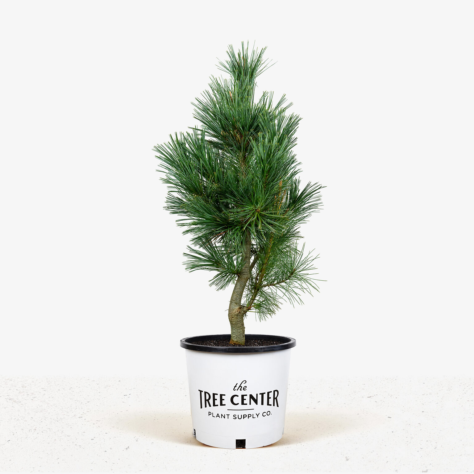 Vanderwolfs Pyramid Limber Pine Trees For Sale | The Tree Center