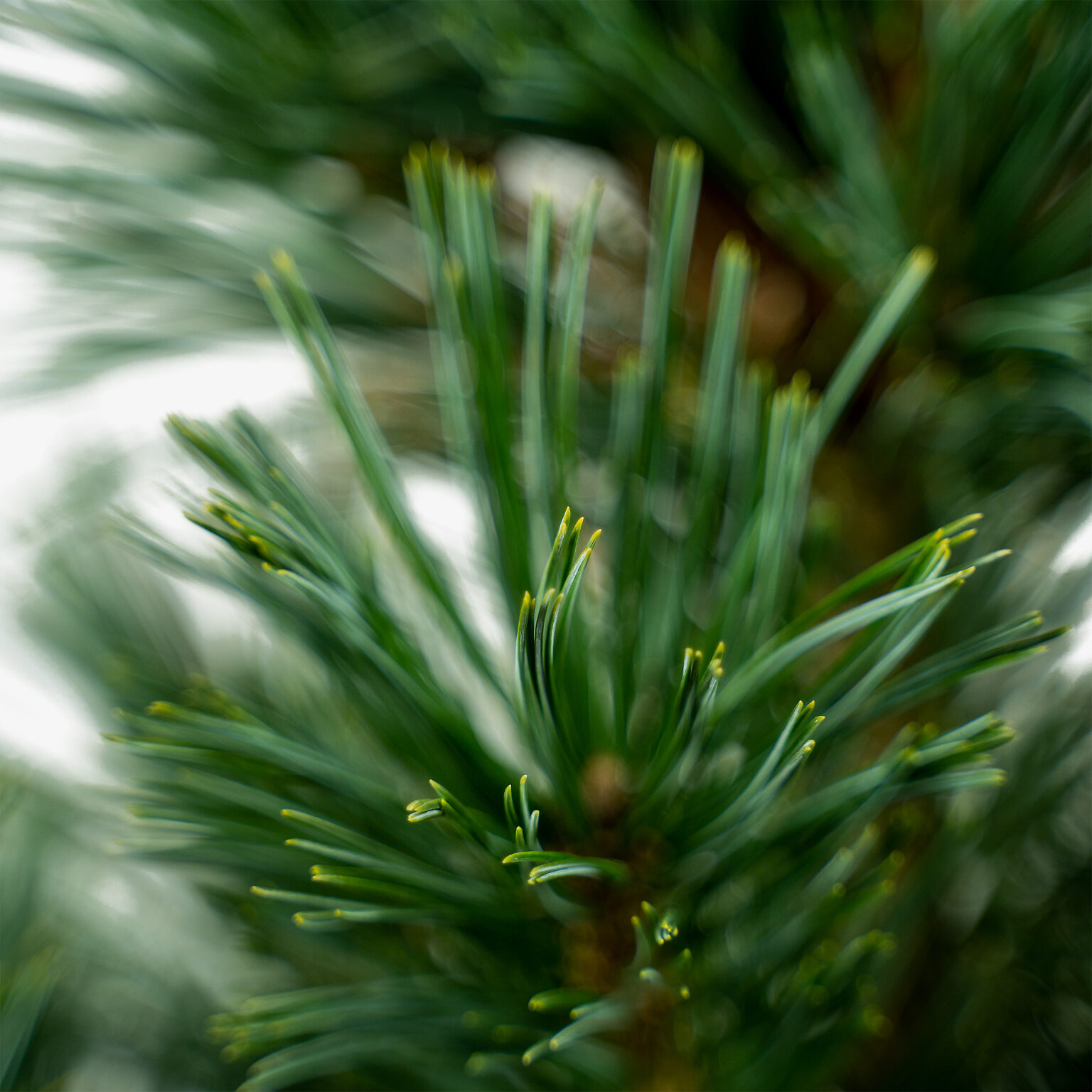 Vanderwolfs Pyramid Limber Pine Trees For Sale | The Tree Center