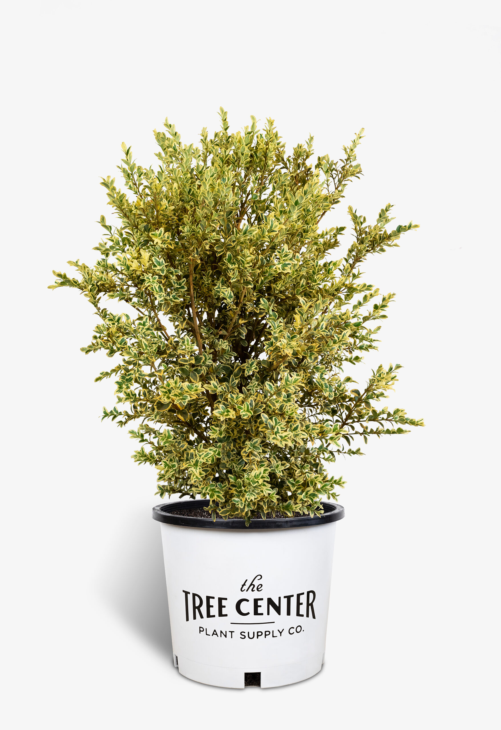 Variegated Boxwood Shrubs For Sale Online | The Tree Center