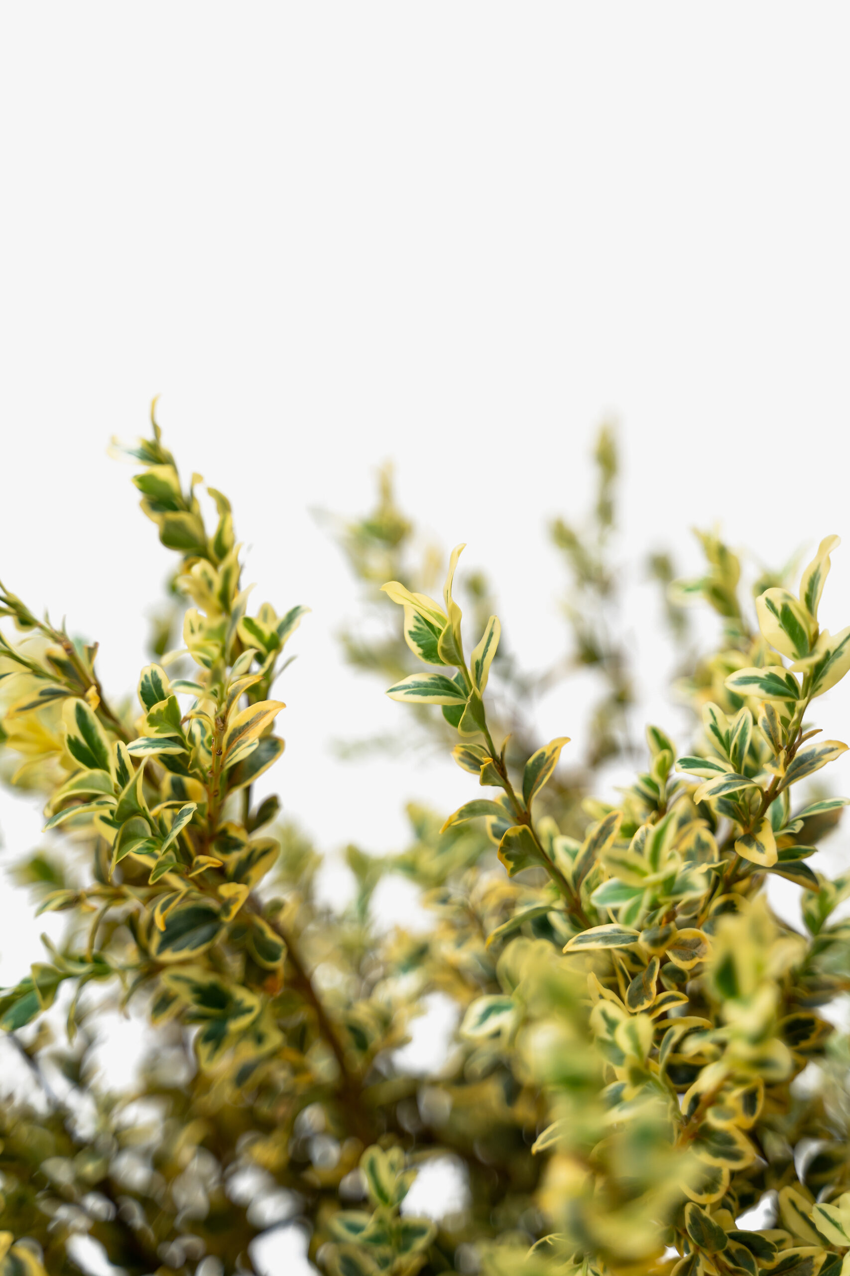 Variegated Boxwood Shrubs For Sale Online | The Tree Center