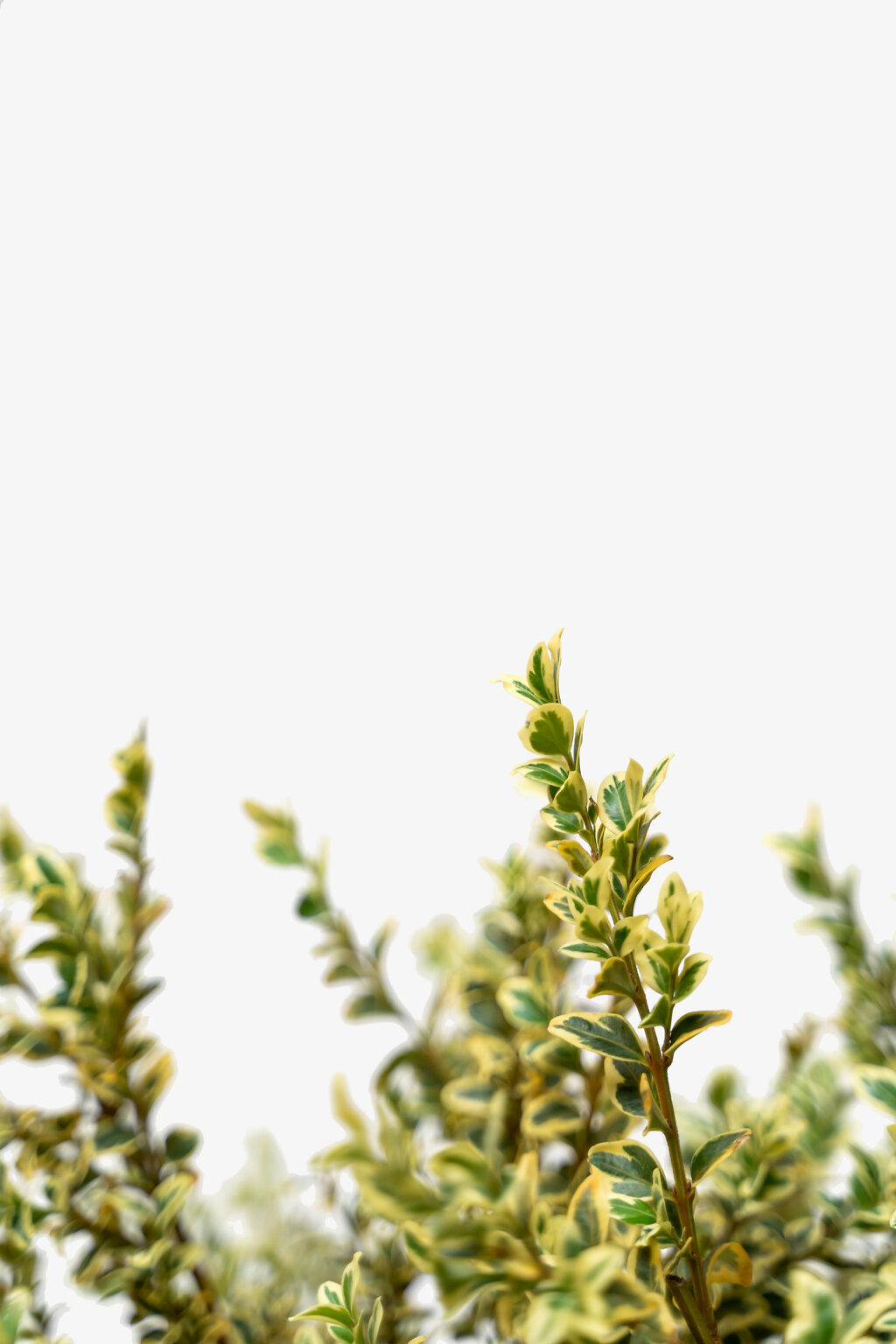 Variegated Boxwood Shrubs For Sale Online | The Tree Center