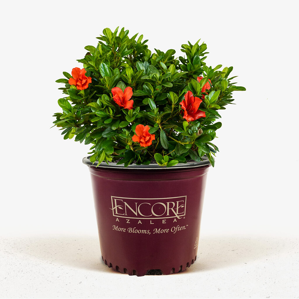 Autumn Sunset Encore Azaleas For Sale | The Tree Center