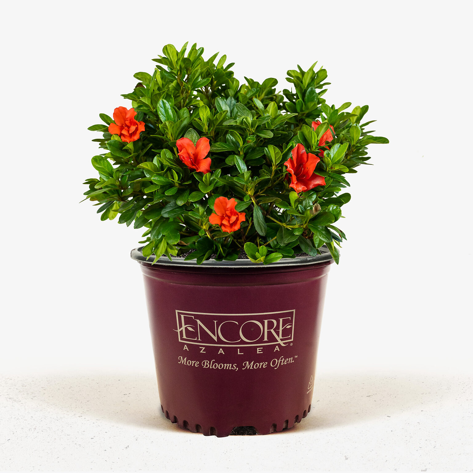 Autumn Sunset Encore Azaleas For Sale | The Tree Center