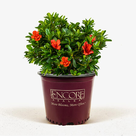 Autumn Sunset Encore Azaleas For Sale | The Tree Center