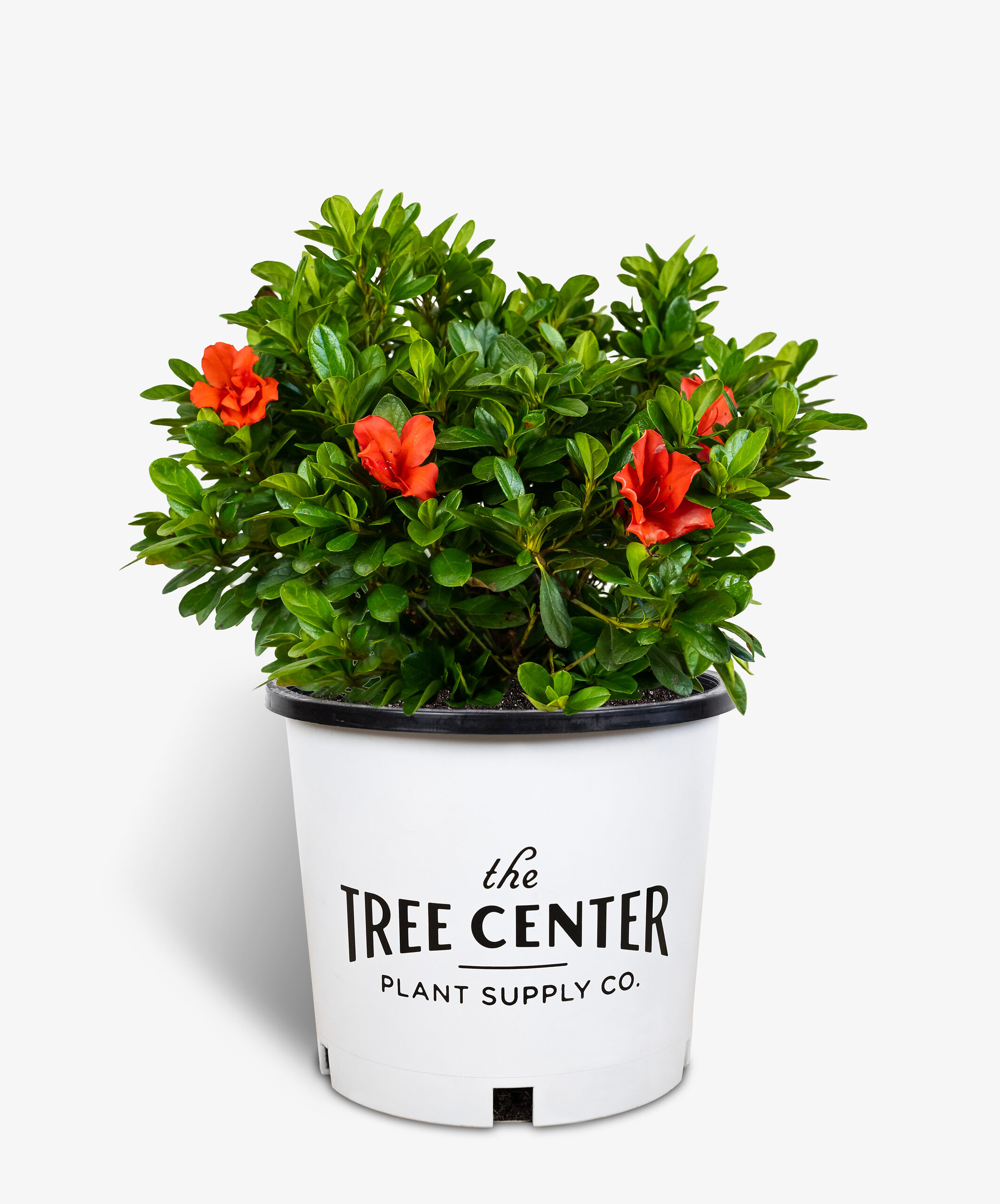 Autumn Sunset Encore Azaleas For Sale | The Tree Center