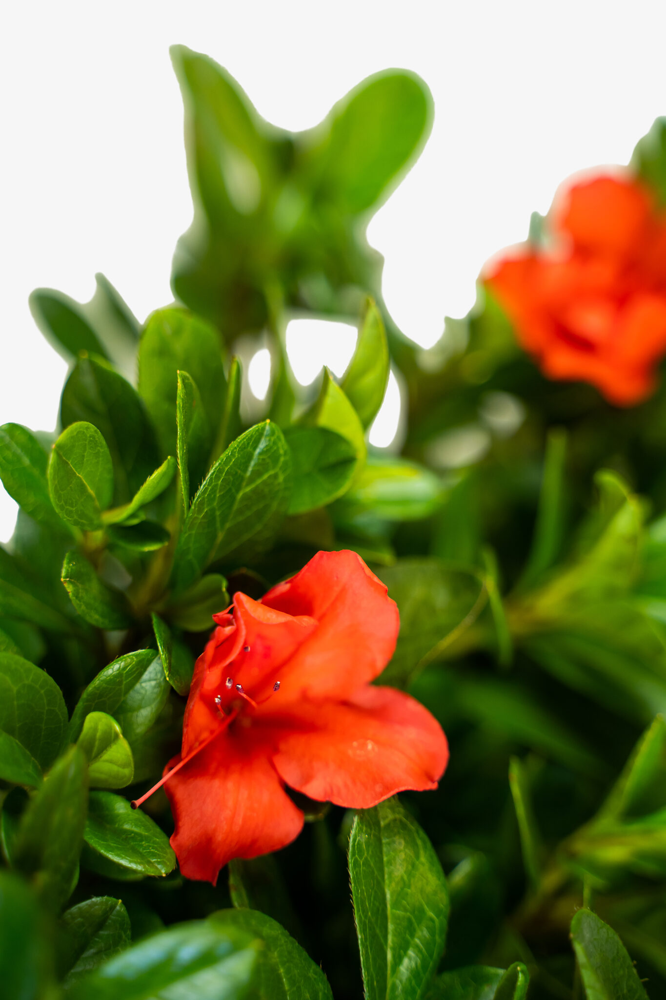 Autumn Sunset Encore Azaleas For Sale | The Tree Center