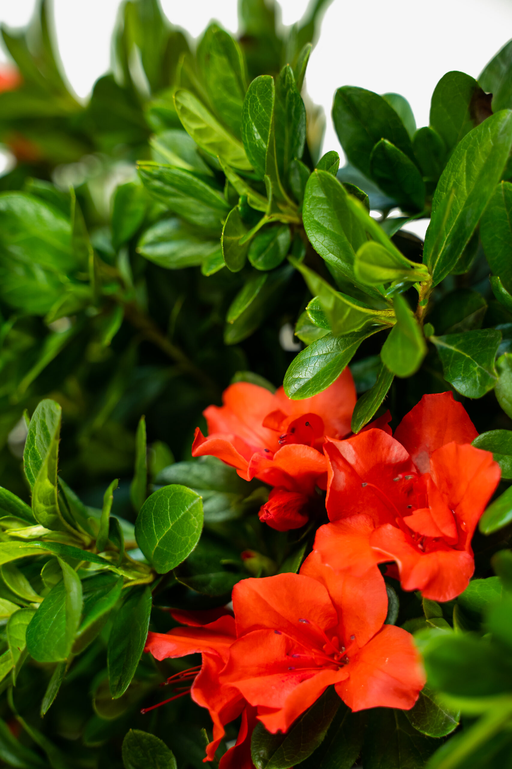 Autumn Sunset Encore Azaleas For Sale | The Tree Center