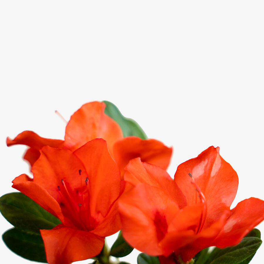 Autumn Sunset Encore Azaleas For Sale | The Tree Center