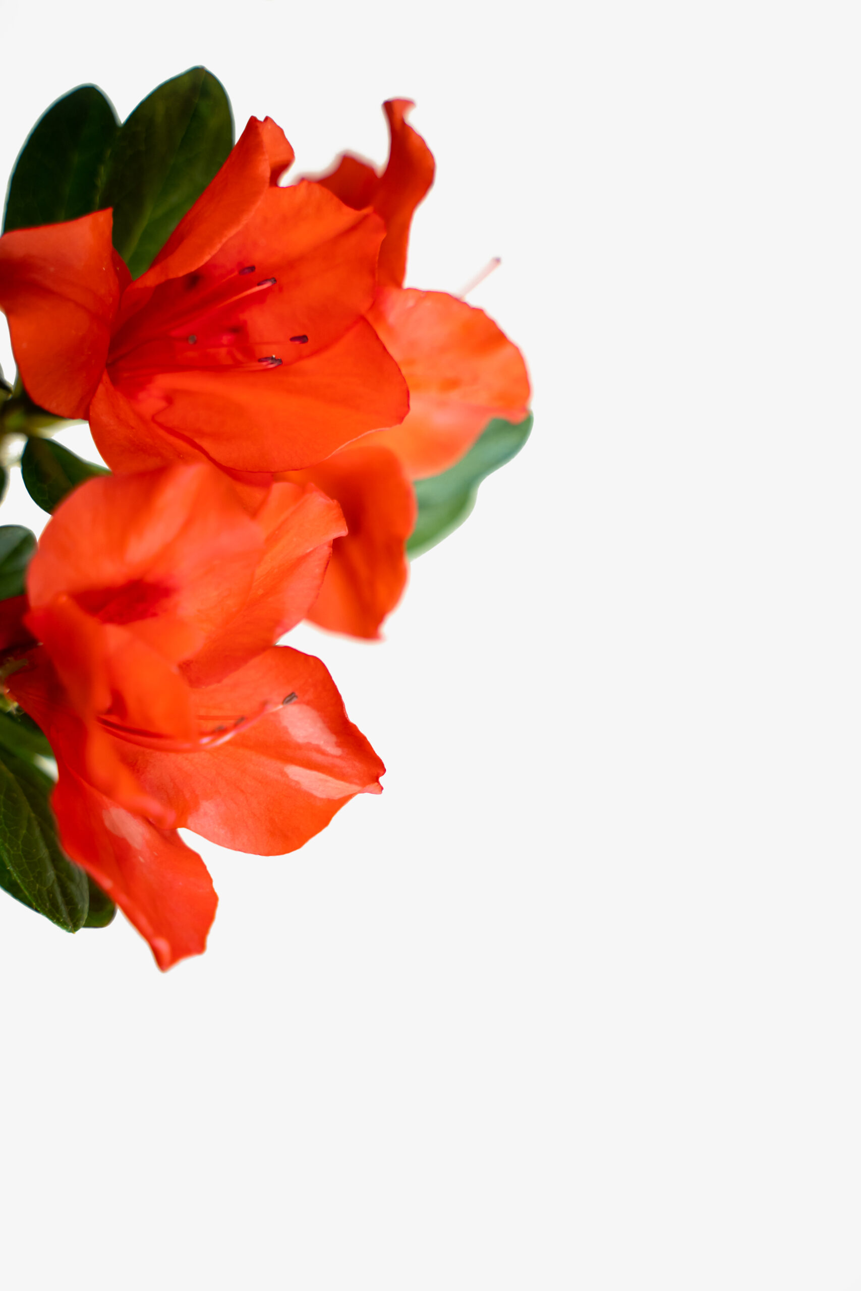 Autumn Sunset Encore Azaleas For Sale | The Tree Center