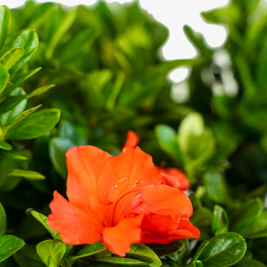 Autumn Sunset Encore Azaleas For Sale | The Tree Center