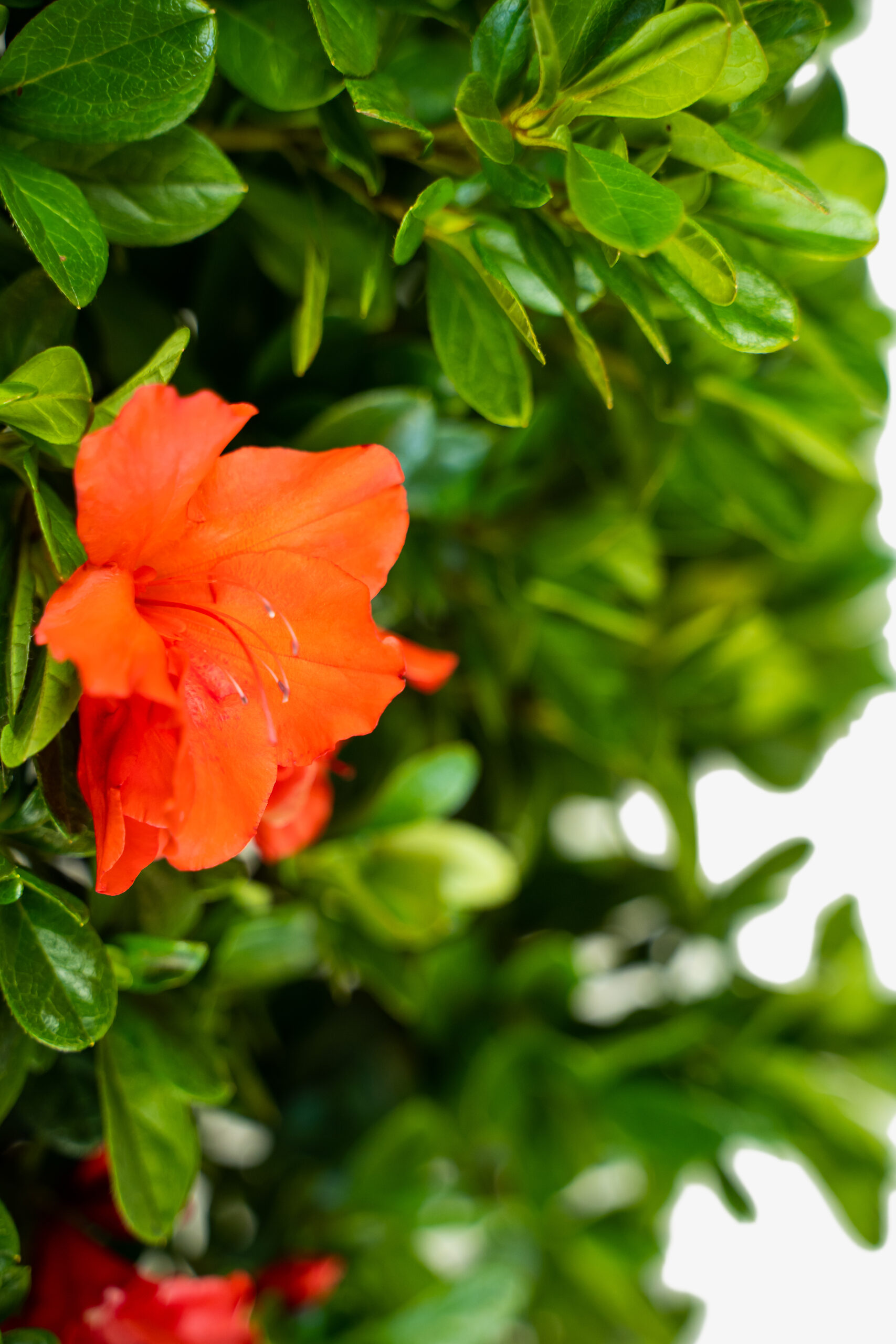 Autumn Sunset Encore Azaleas For Sale | The Tree Center
