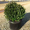 Compact Japanese Holly For Sale Online | The Tree Center