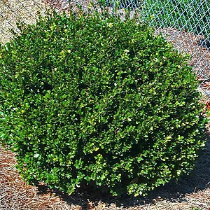 Compact Japanese Holly For Sale Online | The Tree Center