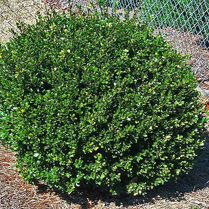 Compact Japanese Holly For Sale Online | The Tree Center