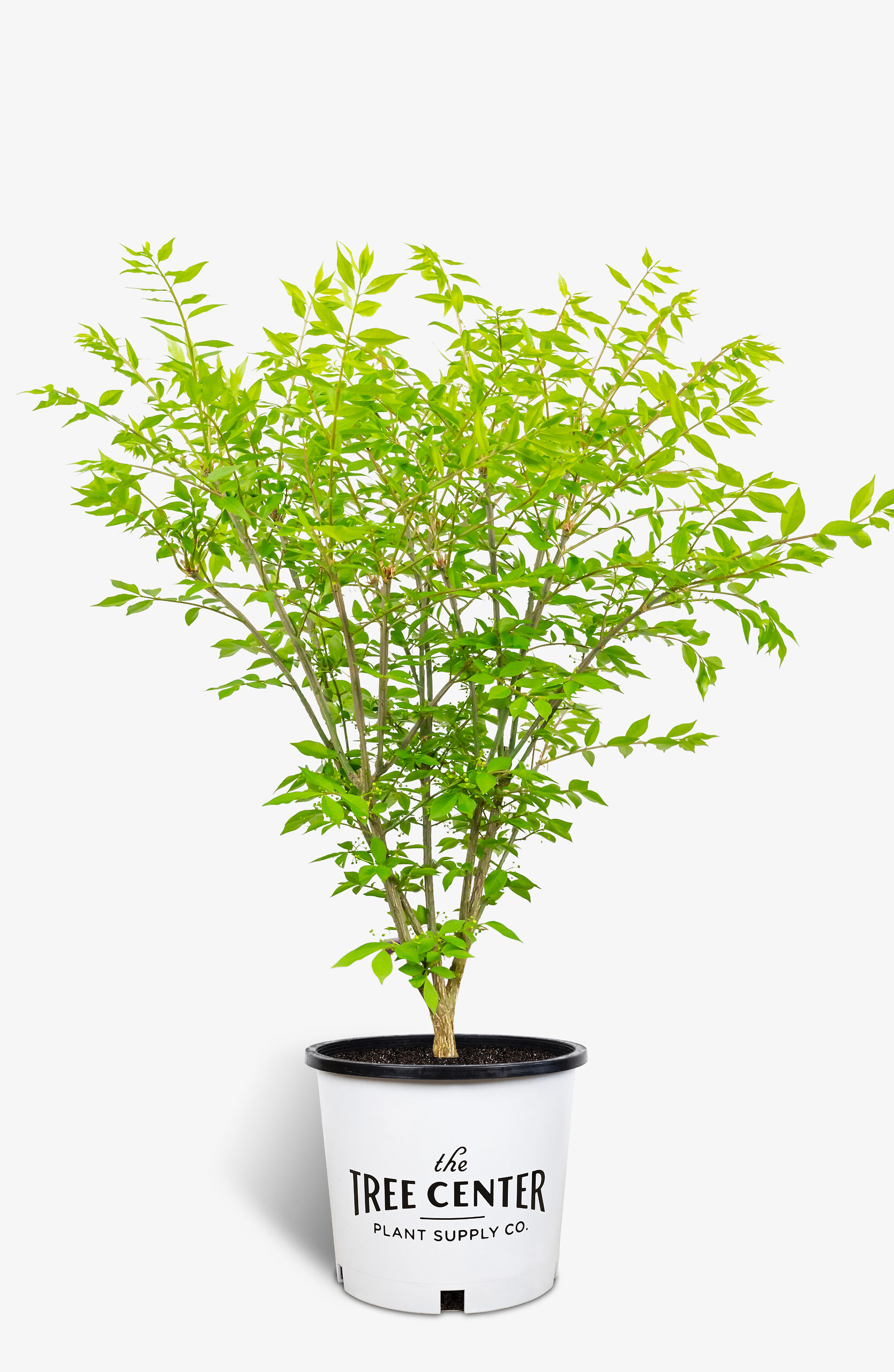 Dwarf Compact Burning Bush For Sale | The Tree Center