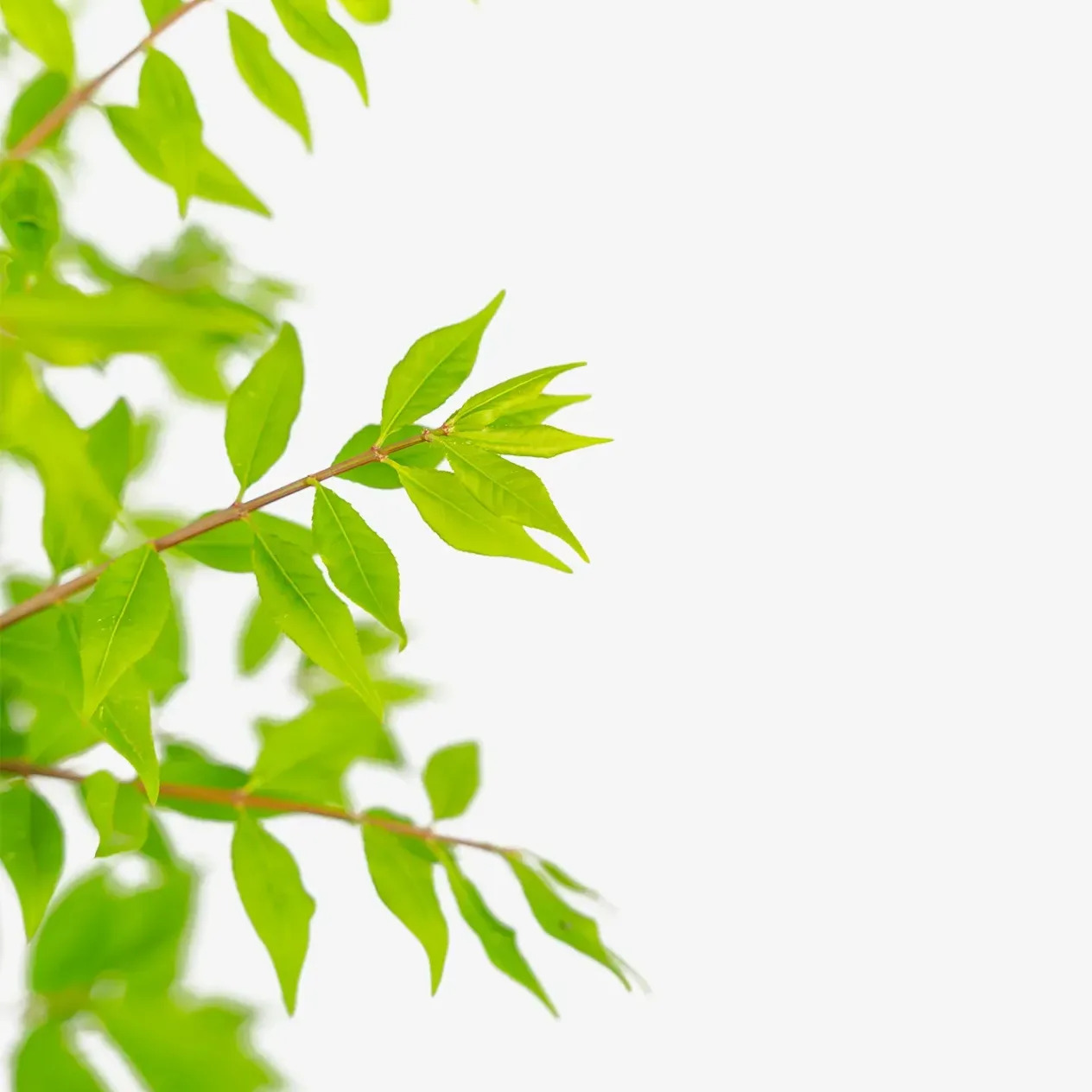 Dwarf Compact Burning Bush For Sale | The Tree Center