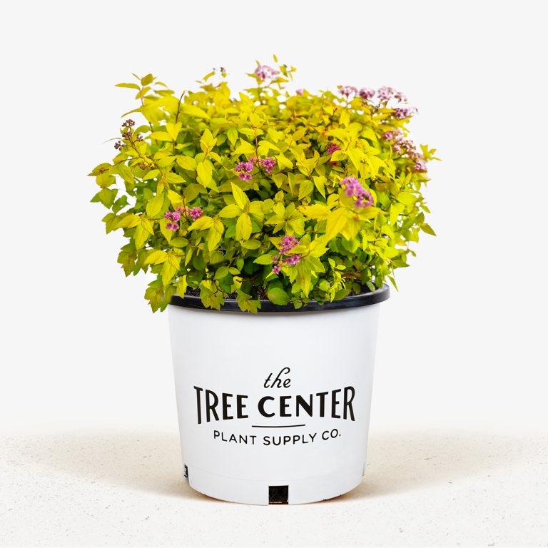 Gold Mound Spirea Shrubs For Sale Online | The Tree Center