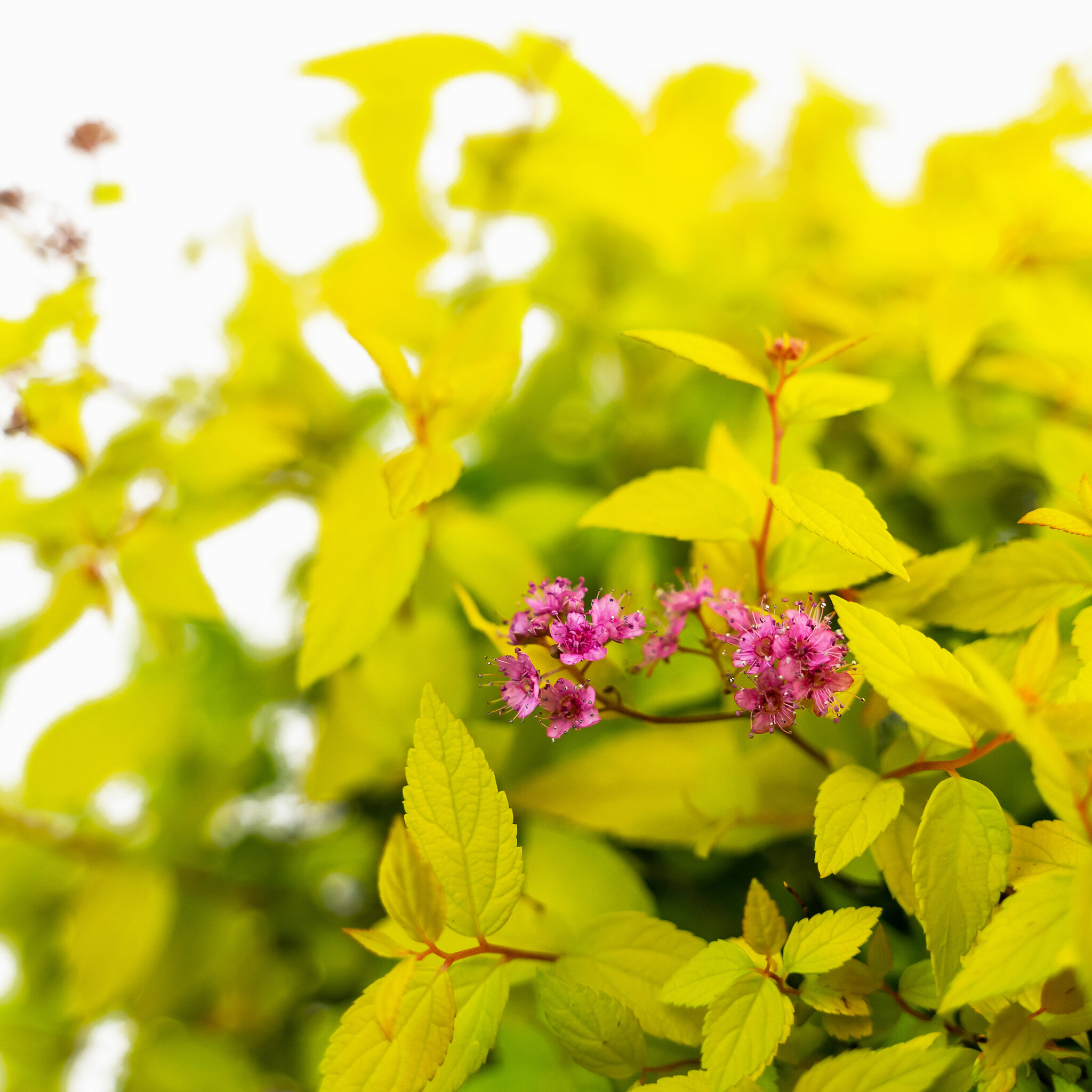 Gold Mound Spirea Shrubs For Sale Online | The Tree Center