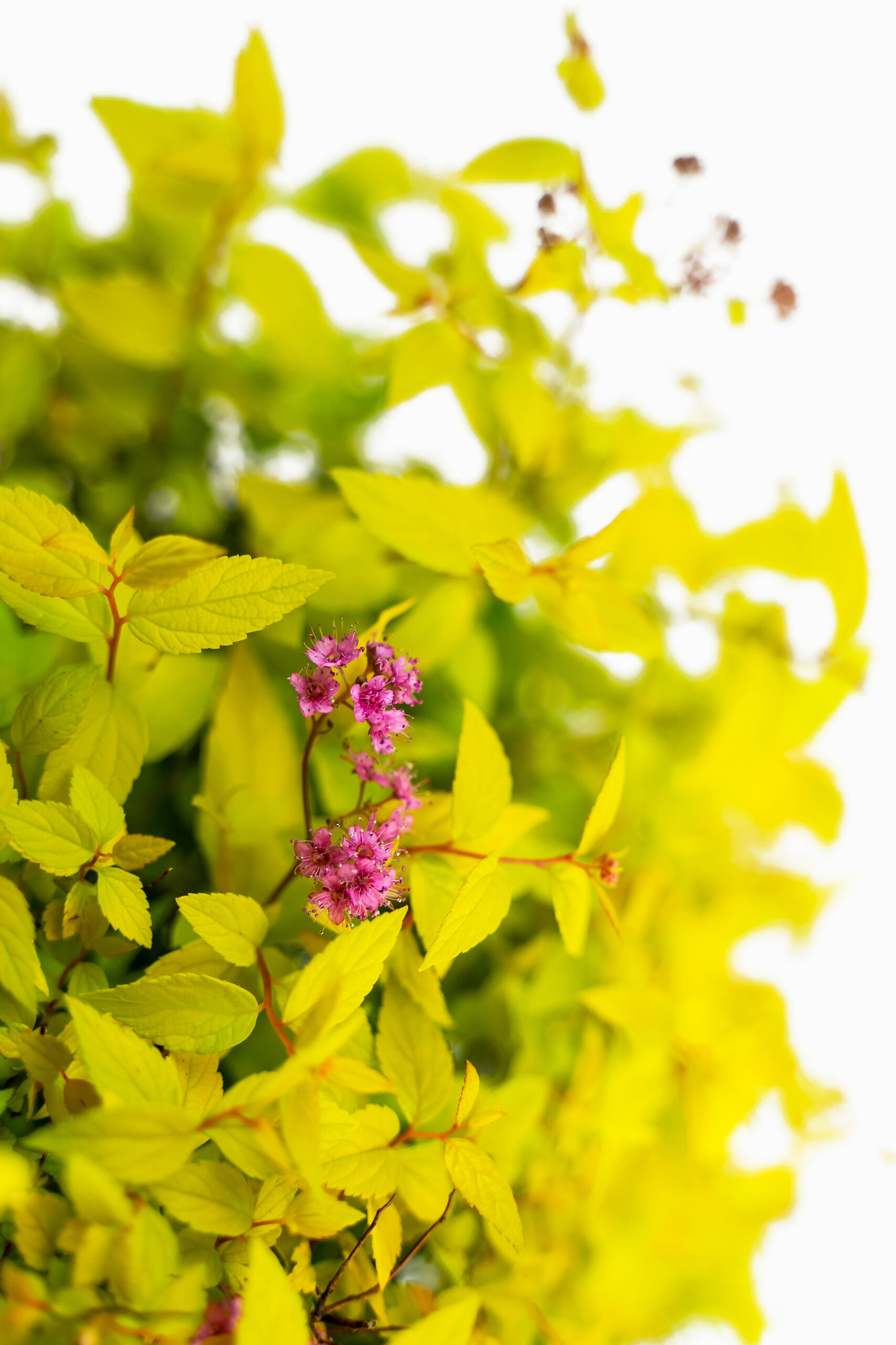 Gold Mound Spirea Shrubs For Sale Online | The Tree Center