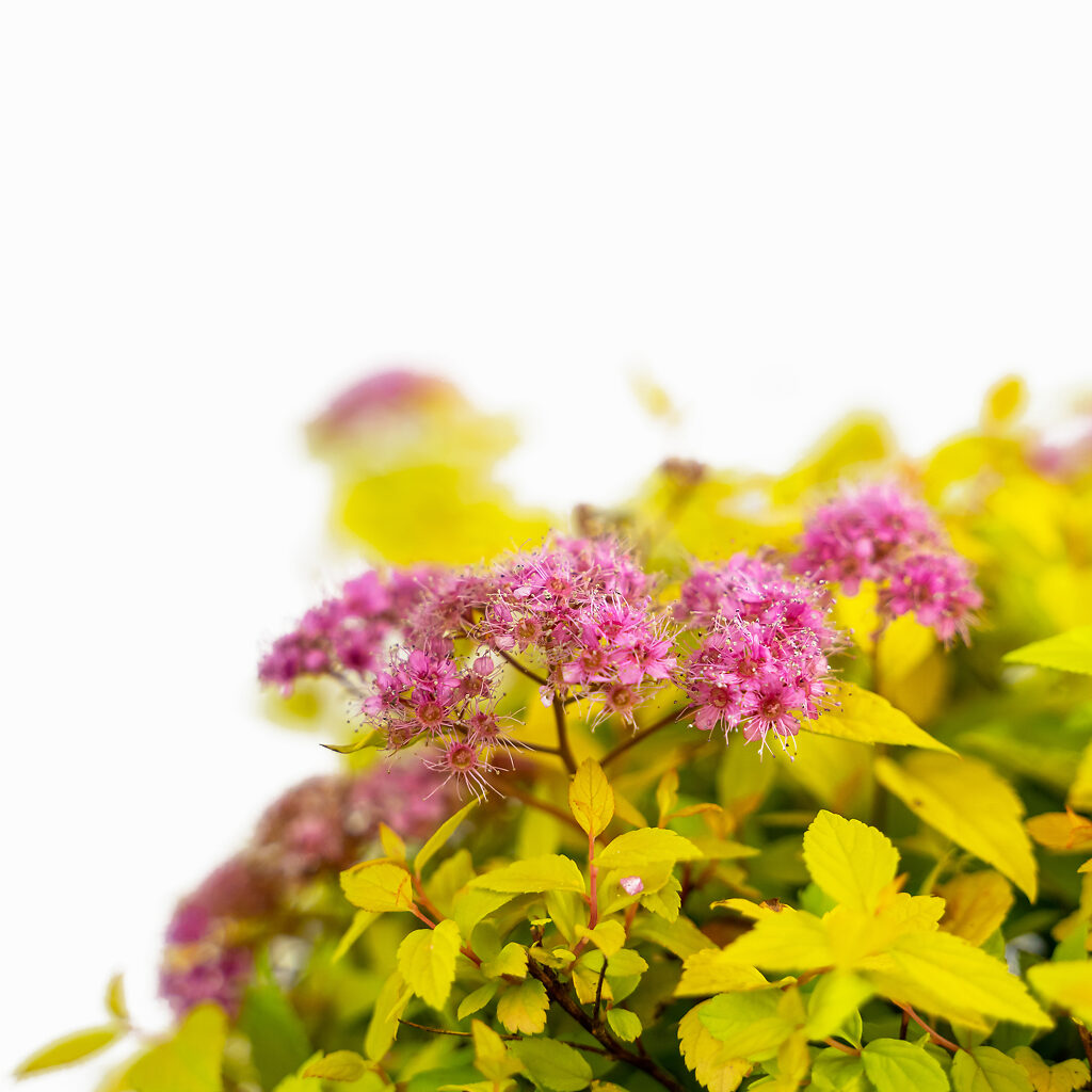 Gold Mound Spirea Shrubs For Sale Online | The Tree Center