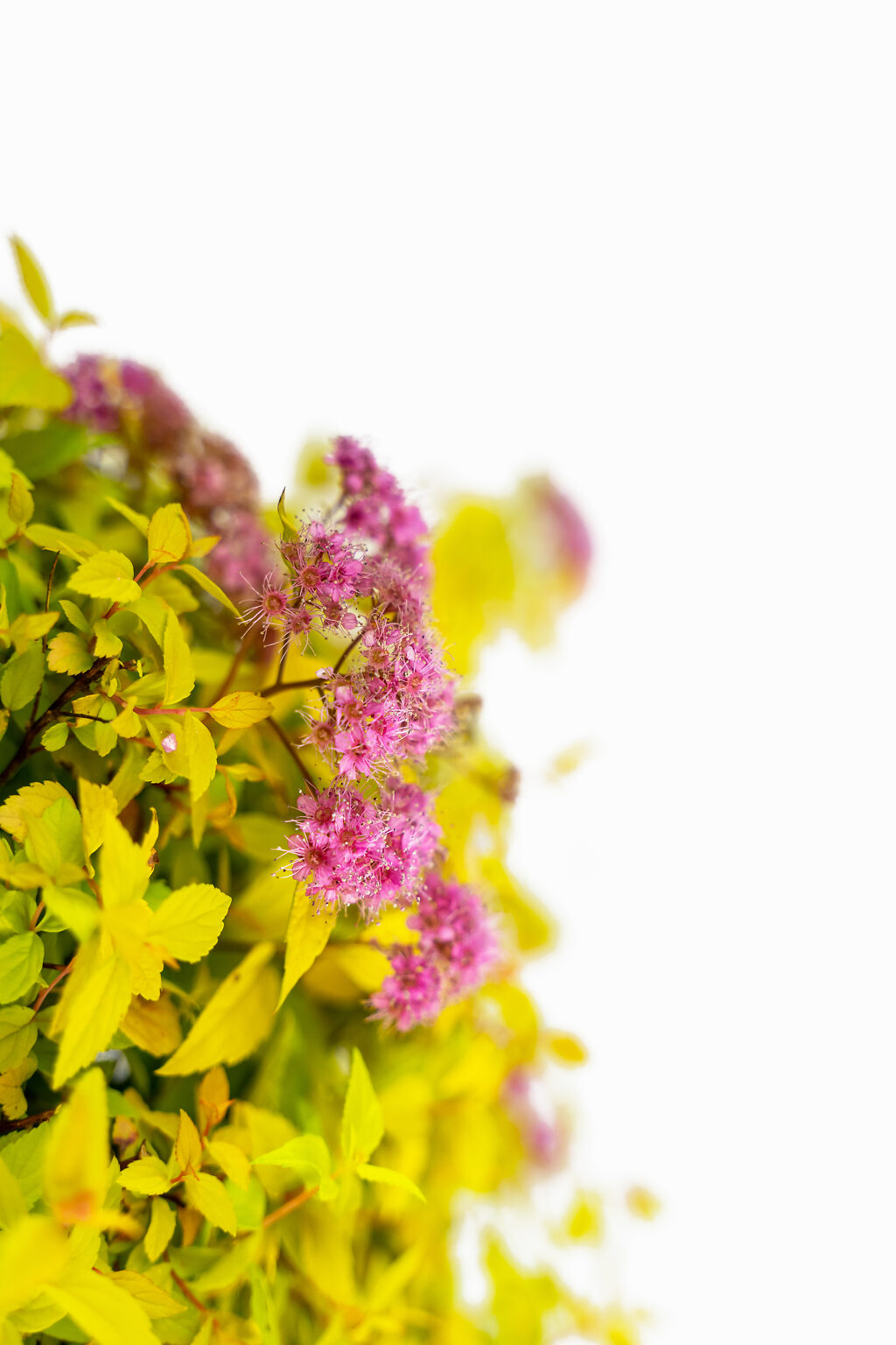 Gold Mound Spirea Shrubs For Sale Online | The Tree Center