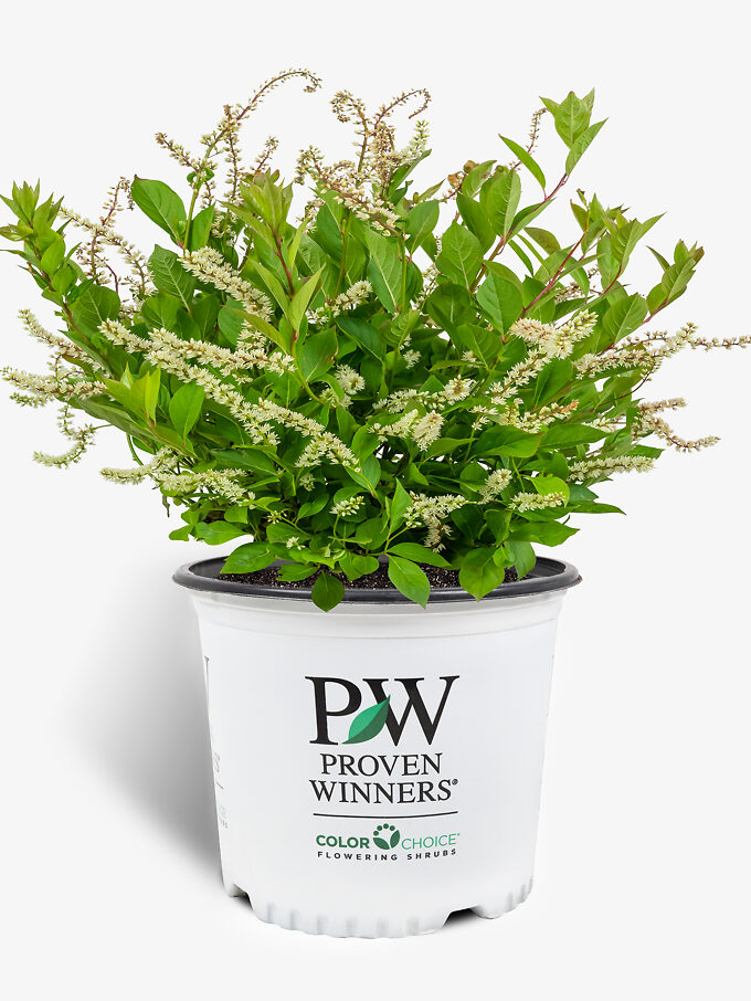 Buy Unique Shrubs & Hedges Online | The Tree Center