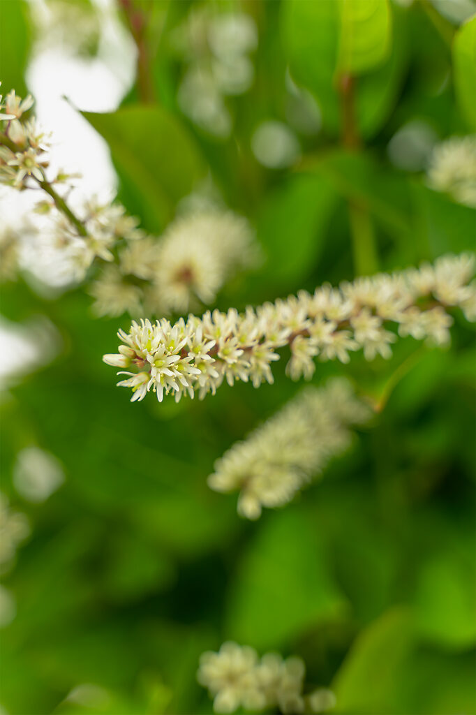 Itea Little Henry Shrubs For Sale Online | The Tree Center