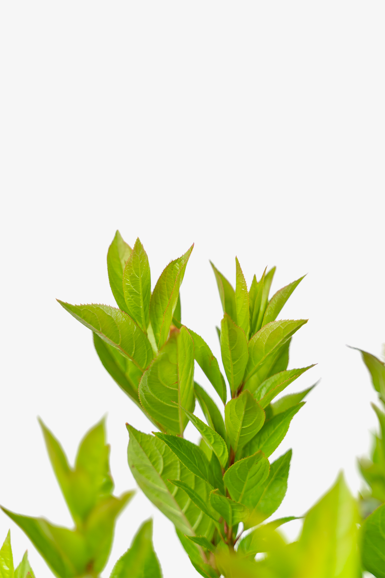 Itea Little Henry Shrubs For Sale Online | The Tree Center