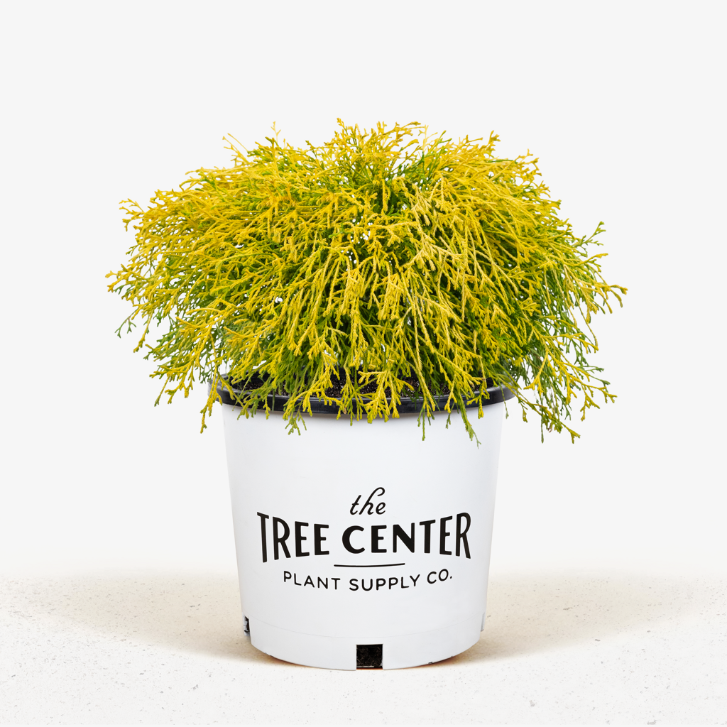 Kings Gold Cypress For Sale Online | The Tree Center