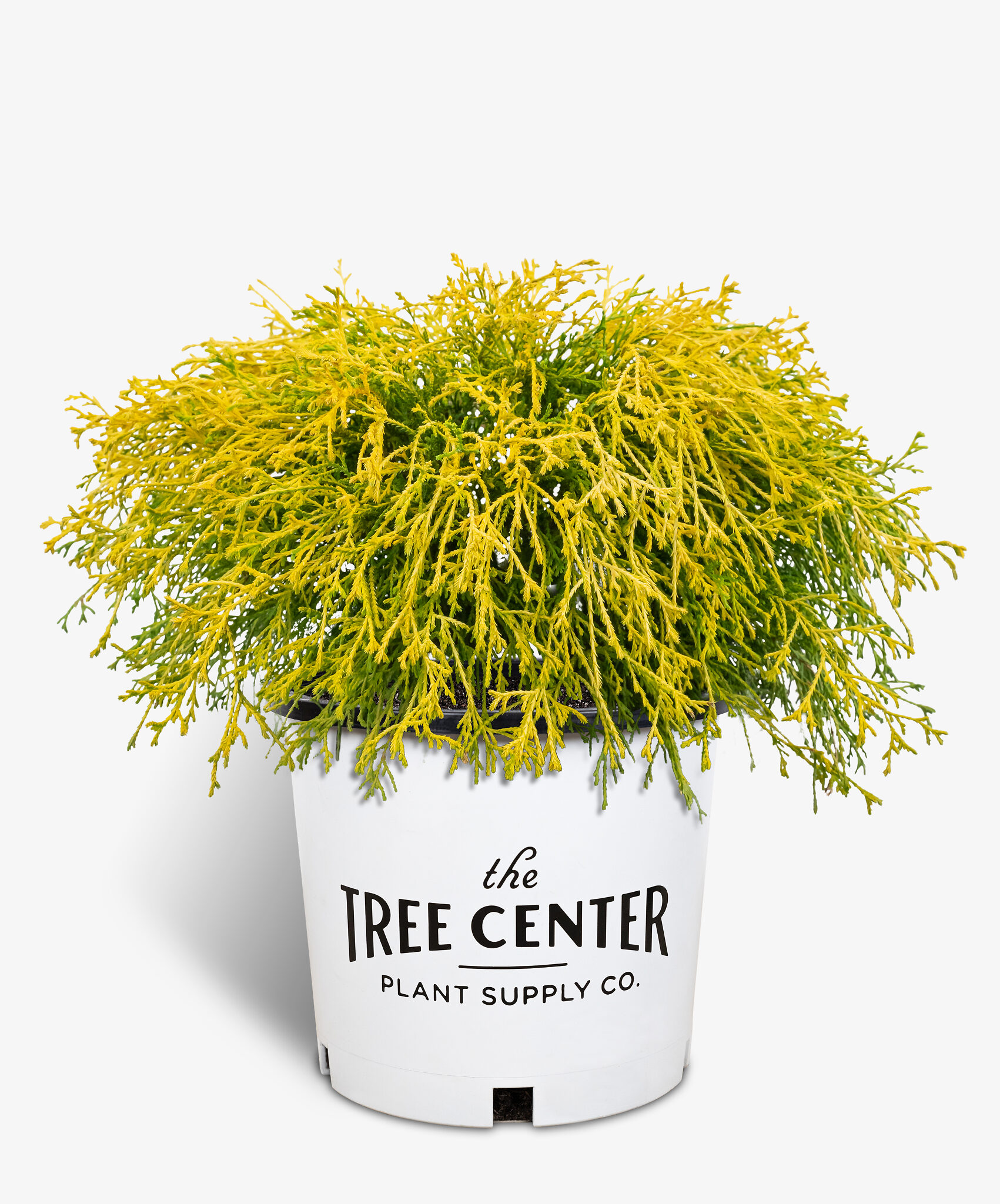 Kings Gold Cypress For Sale Online | The Tree Center