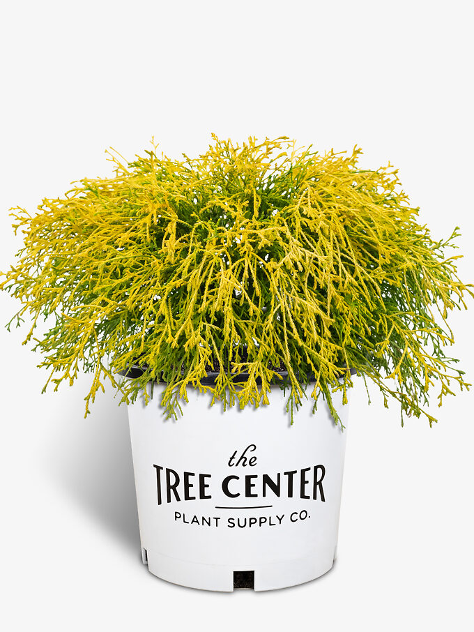 Buy Cypress Trees Online | The Tree Center