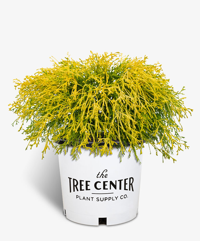 Kings Gold Cypress For Sale Online | The Tree Center