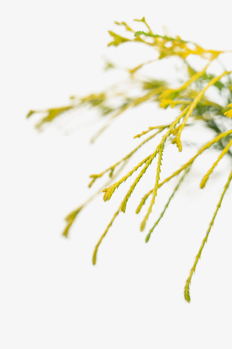 Kings Gold Cypress For Sale Online | The Tree Center