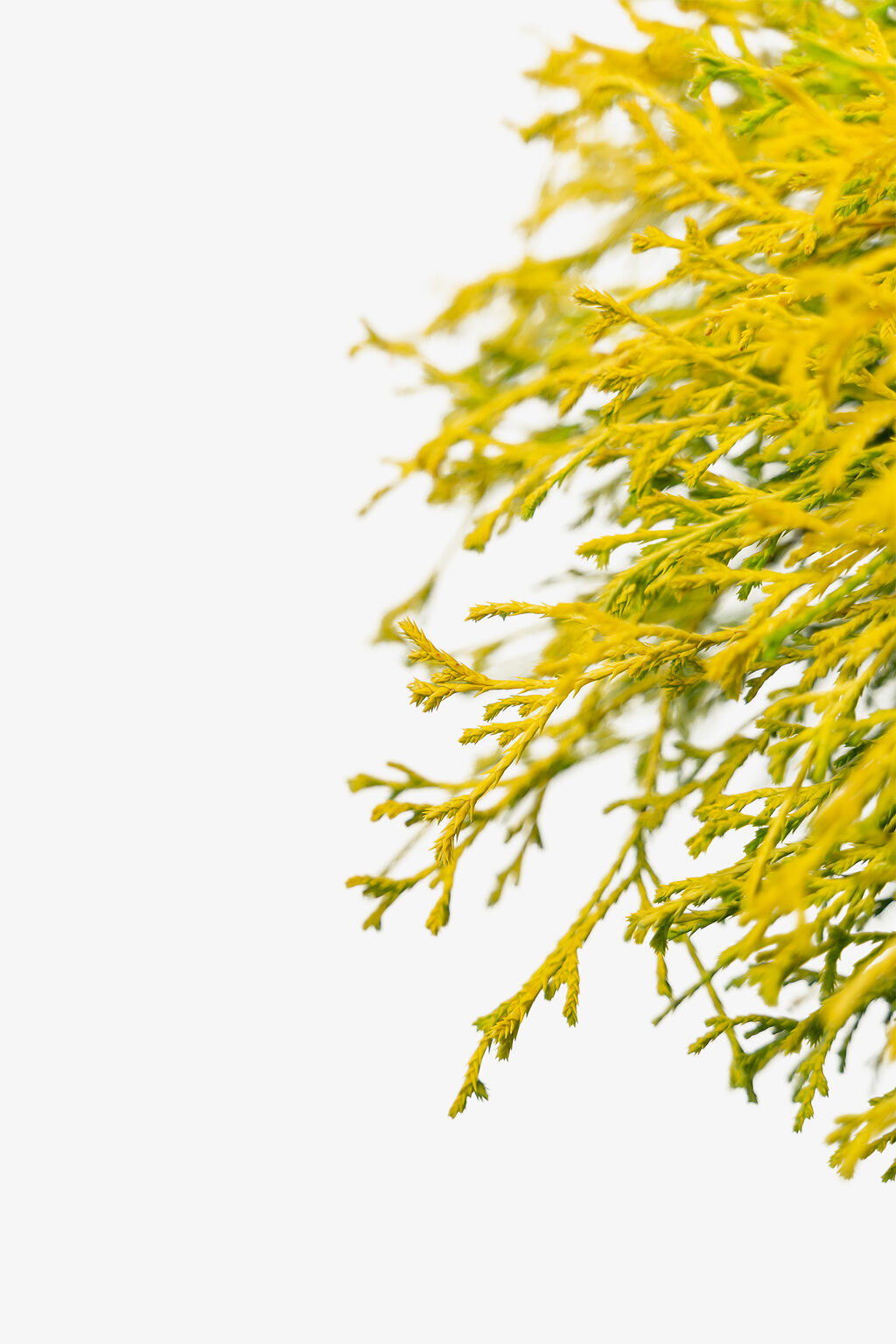 Kings Gold Cypress For Sale Online | The Tree Center