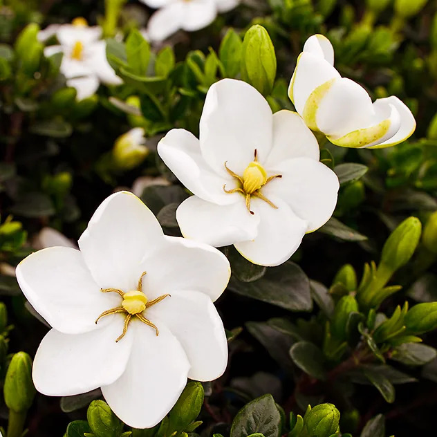 Kleim's Hardy Gardenia Plants For Sale | The Tree Center