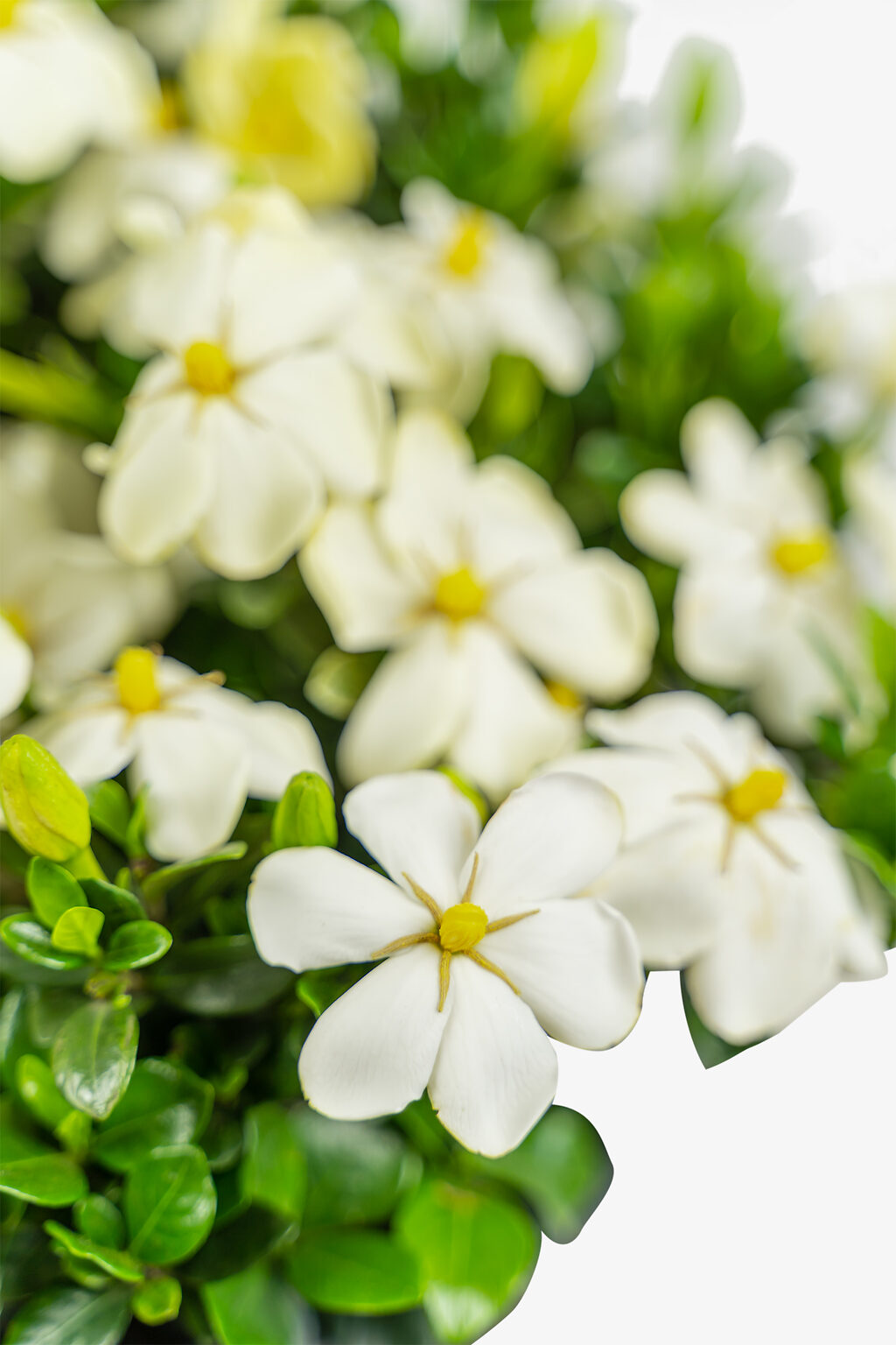 Kleim's Hardy Gardenia Plants For Sale | The Tree Center
