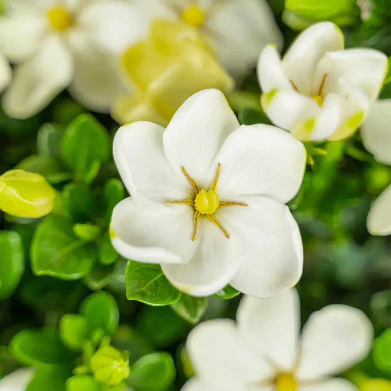 Kleim's Hardy Gardenia Plants For Sale | The Tree Center