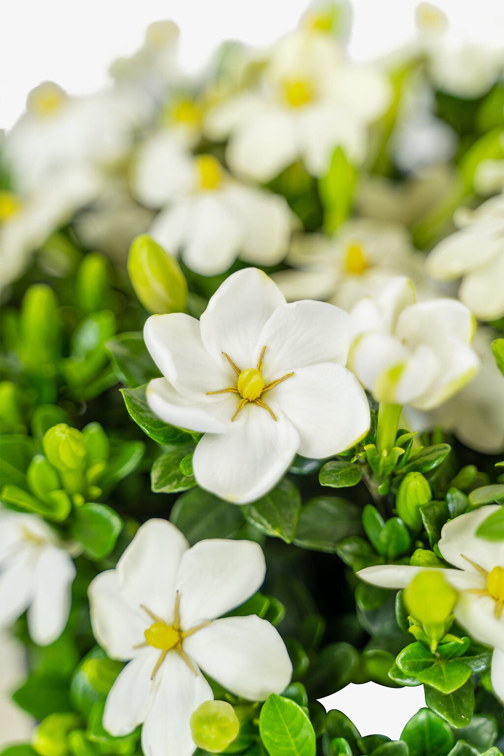 Kleim's Hardy Gardenia Plants For Sale | The Tree Center