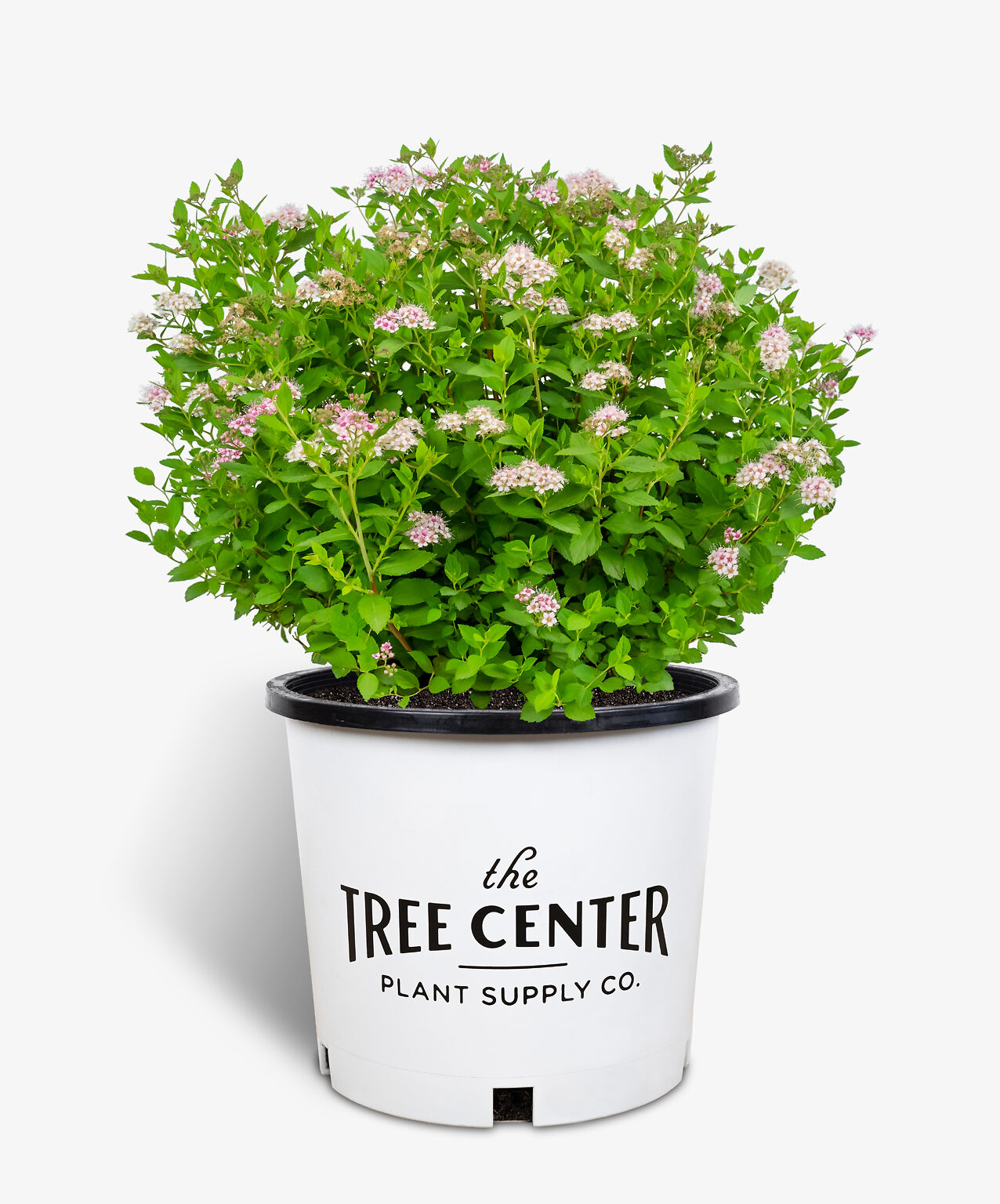 Little Princess Spirea Shrubs For Sale Online | The Tree Center