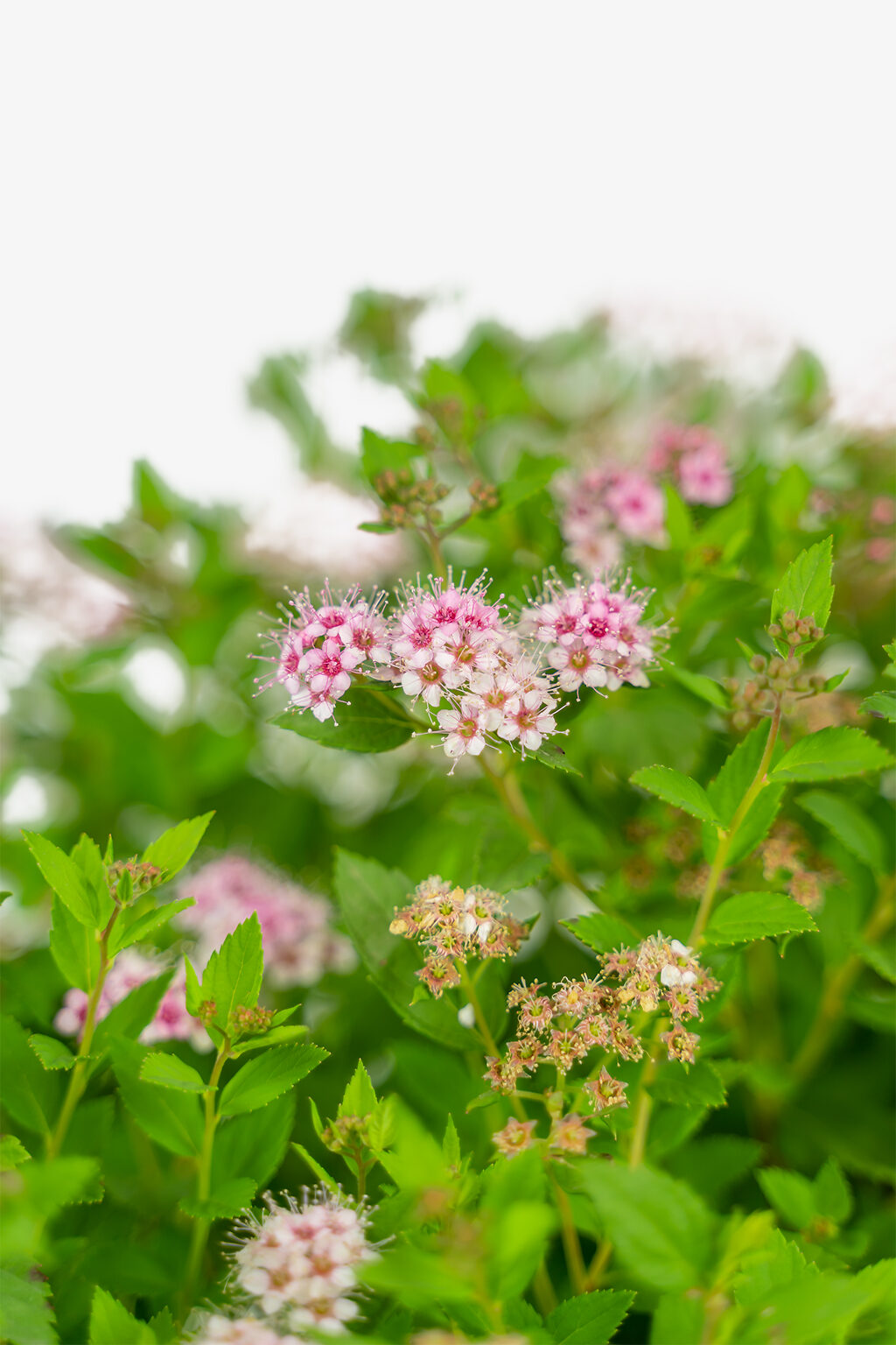 Little Princess Spirea Shrubs For Sale Online | The Tree Center