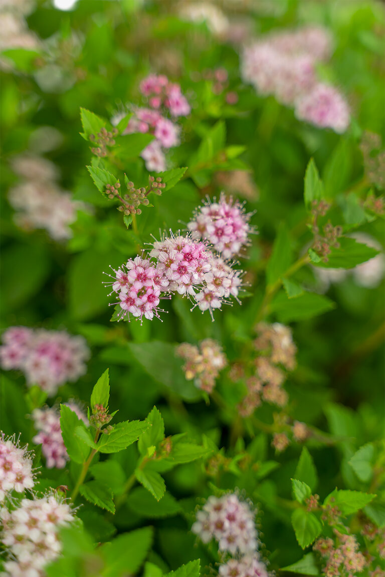 Little Princess Spirea Shrubs For Sale Online | The Tree Center