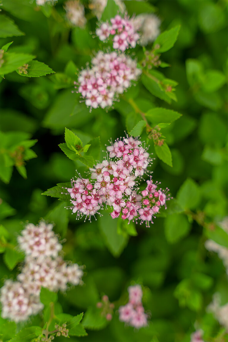 Little Princess Spirea Shrubs For Sale Online | The Tree Center