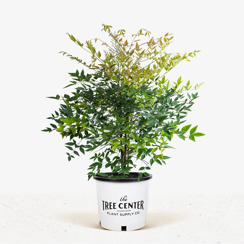 Nandina Domestica (Heavenly Bamboo) For Sale | The Tree Center