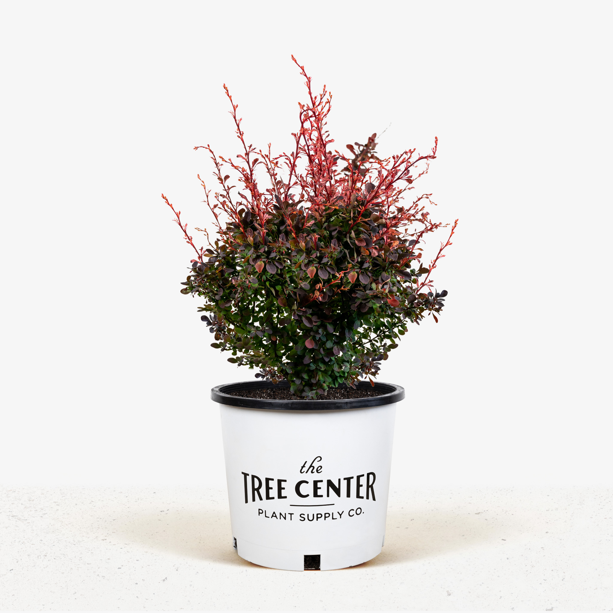 Rose Glow, Rosy Glow Barberry | The Tree Center