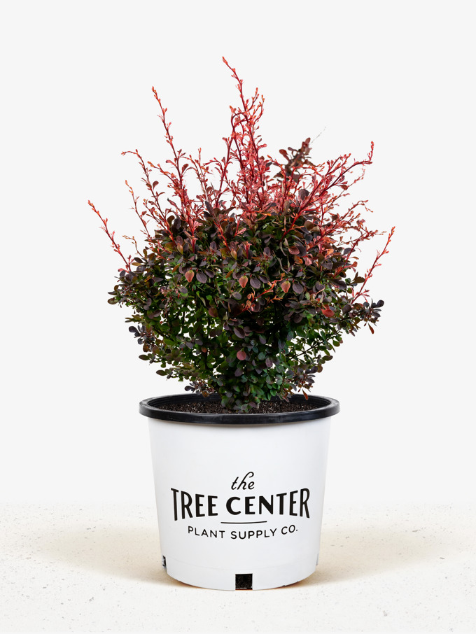 Helmond Pillar Barberry Shrubs For Sale | The Tree Center