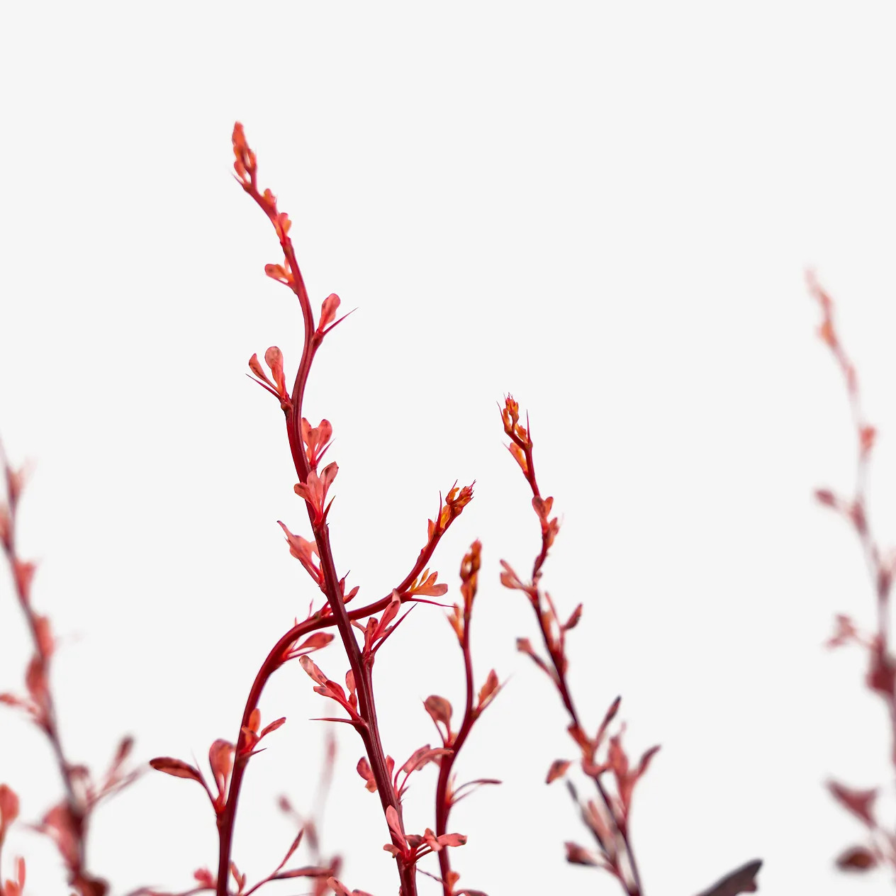 Rose Glow, Rosy Glow Barberry | The Tree Center